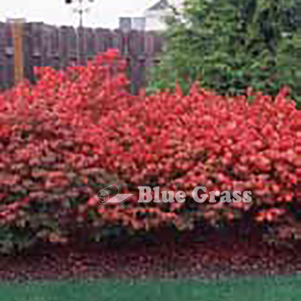 Winged Burning Bush – Blue Grass Nursery & Garden Centre: Calgary ...