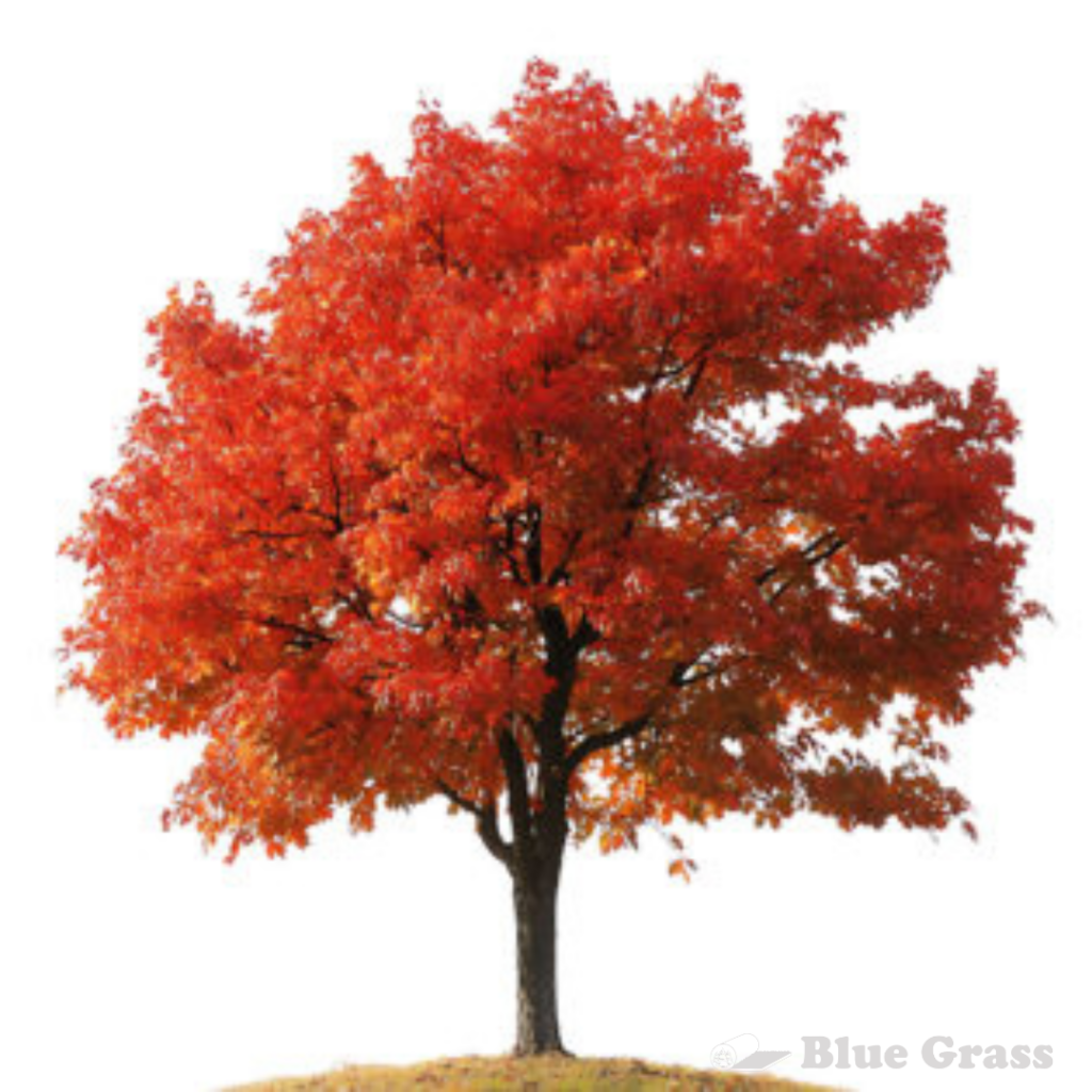 Amur Maple (Tree Form) – Blue Grass Nursery & Garden Centre: Calgary ...