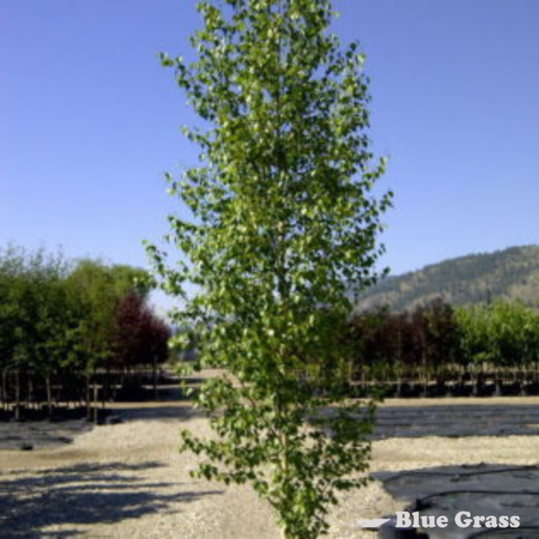 Dakota Pinnacle Birch – Blue Grass Nursery & Garden Centre: Calgary ...