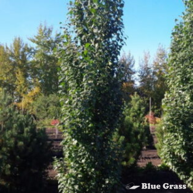 Parkland Pillar Birch – Blue Grass Nursery & Garden Centre: Calgary ...