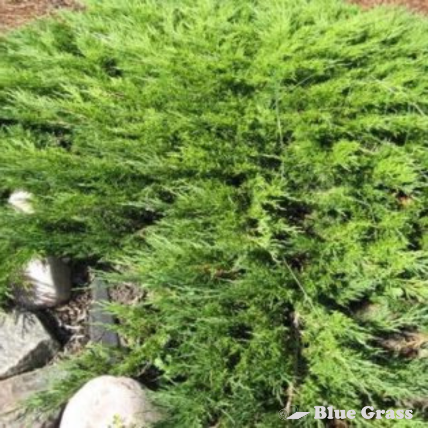 Calgary Carpet Juniper – Blue Grass Nursery & Garden Centre: Calgary ...