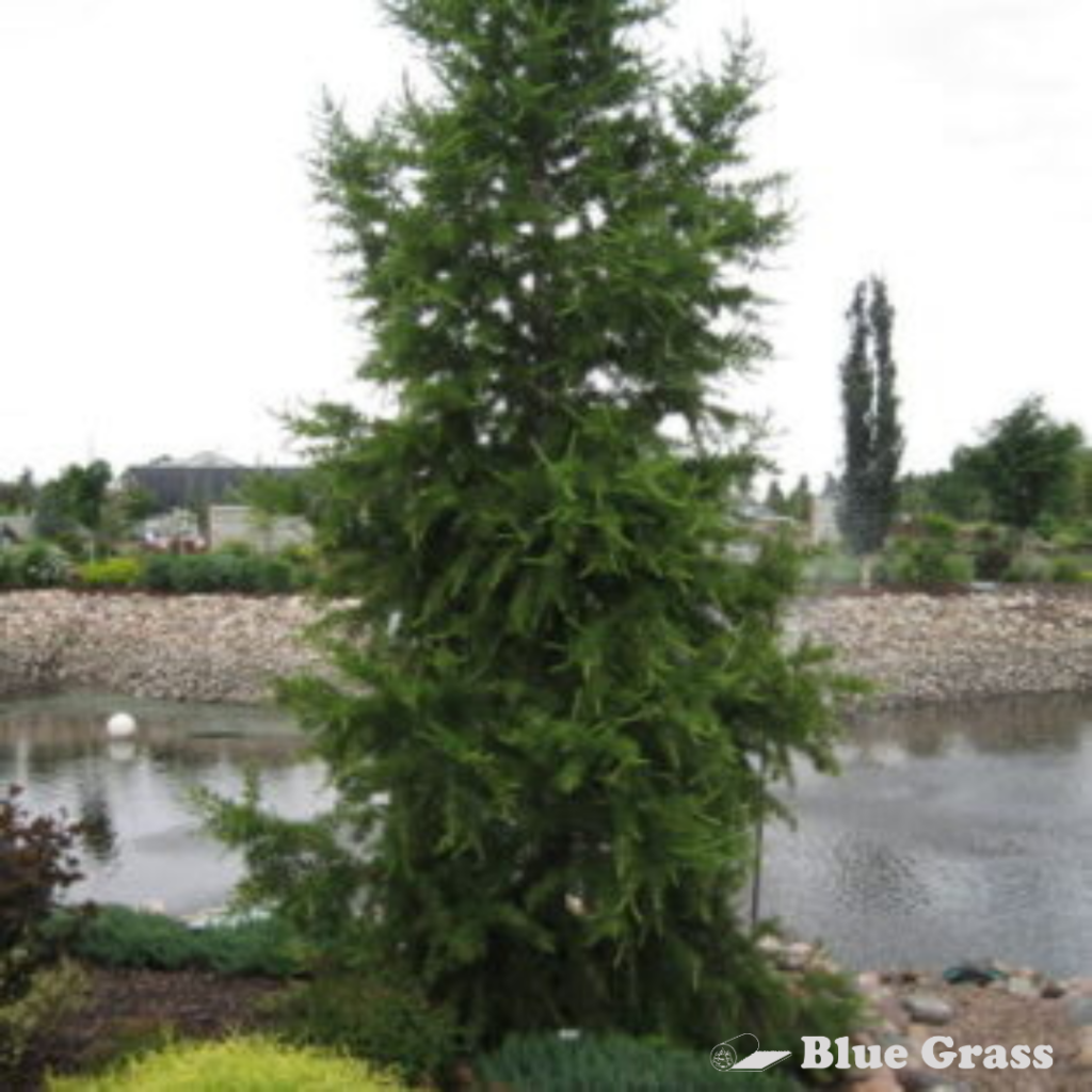 Siberian Larch – Blue Grass Nursery & Garden Centre: Calgary, Edmonton ...