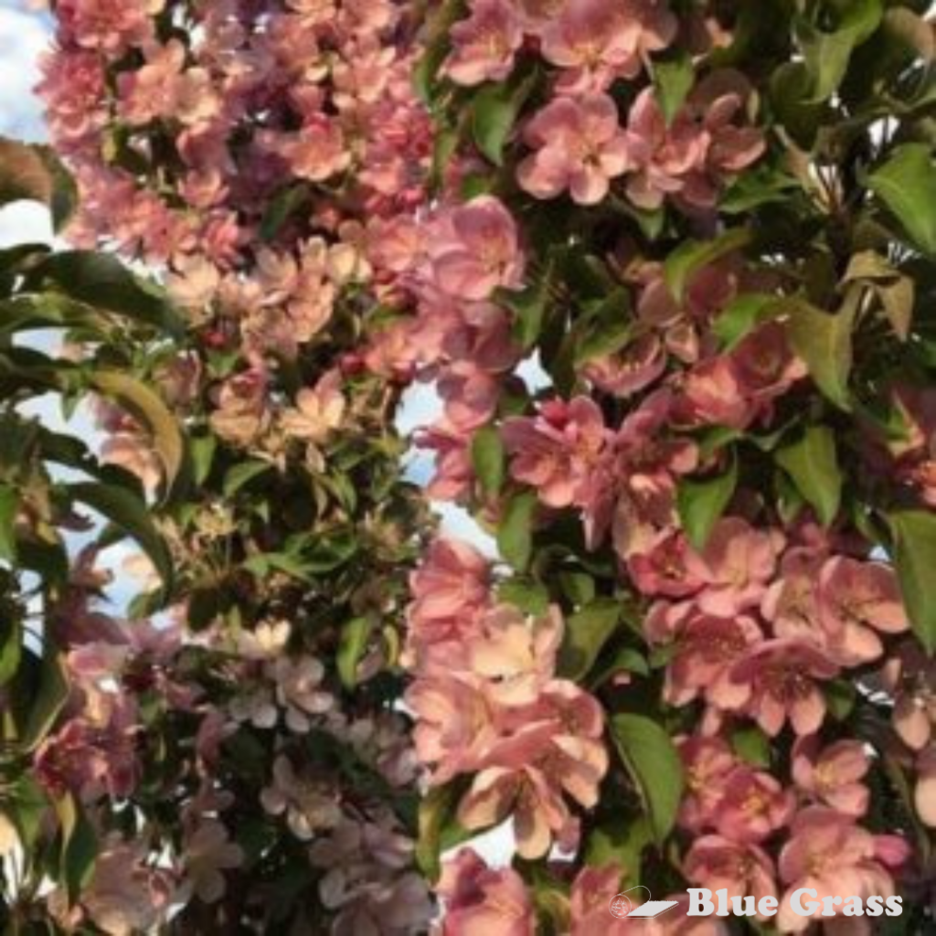 Emerald Spire Crabapple – Blue Grass Nursery & Garden Centre: Calgary ...