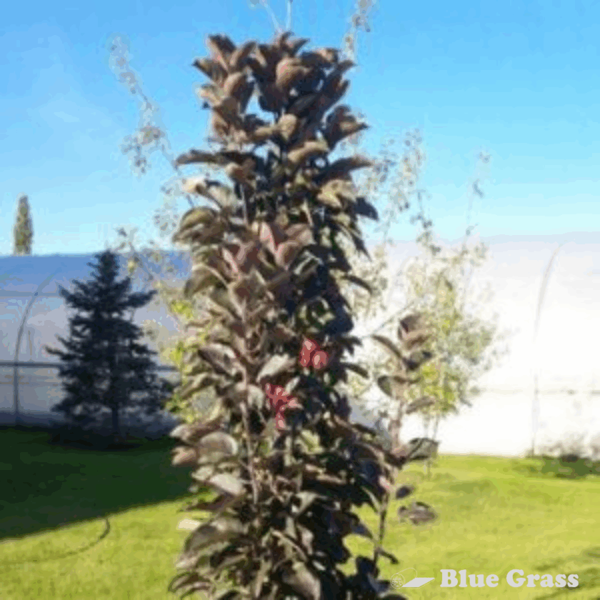 Fruit Trees – Blue Grass Nursery & Garden Centre: Calgary, Edmonton ...
