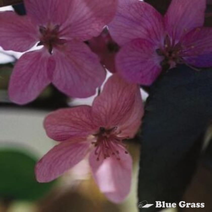 Radiant Crabapple – Blue Grass Nursery & Garden Centre: Calgary ...