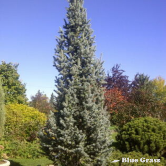 Columnar Blue Spruce – Blue Grass Nursery & Garden Centre: Calgary ...