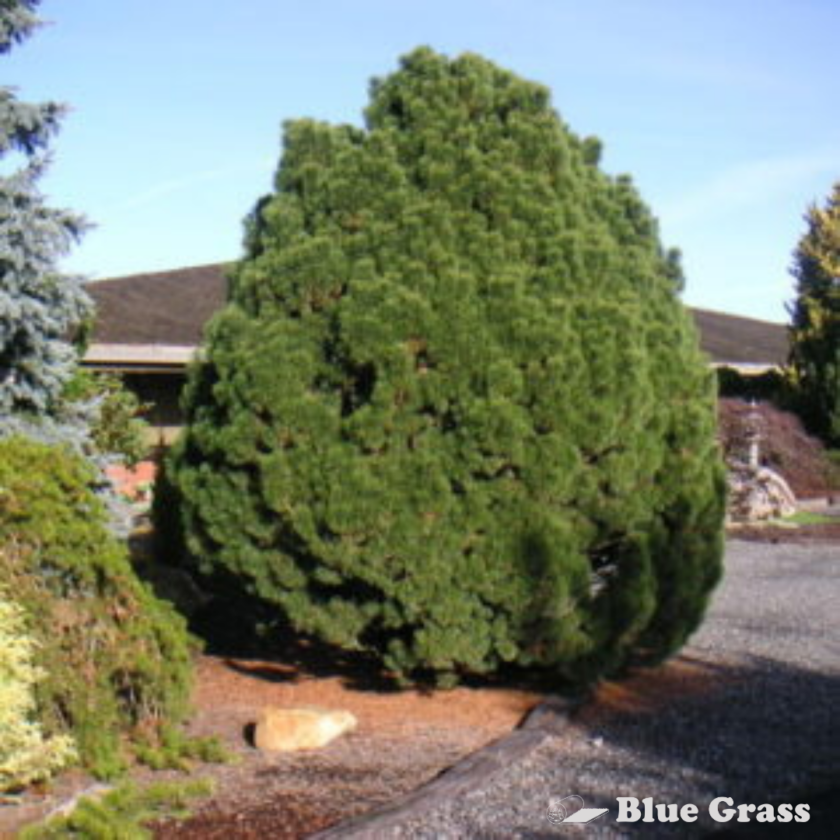 Mugo Pine – Blue Grass Nursery & Garden Centre: Calgary, Edmonton & Red ...