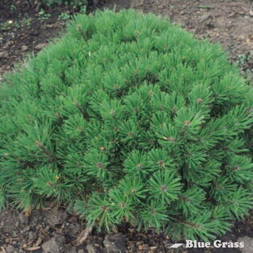 Dwarf Mugo Pine – Blue Grass Nursery & Garden Centre: Calgary, Edmonton ...