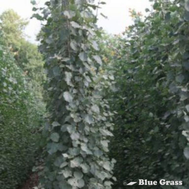 Swedish Columnar Aspen – Blue Grass Nursery & Garden Centre: Calgary ...