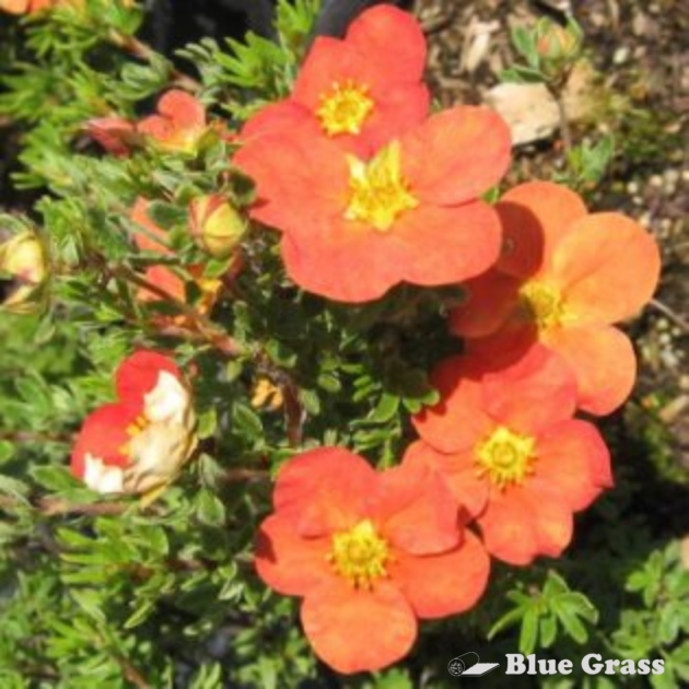 Red Robin Potentilla – Blue Grass Nursery & Garden Centre: Calgary ...