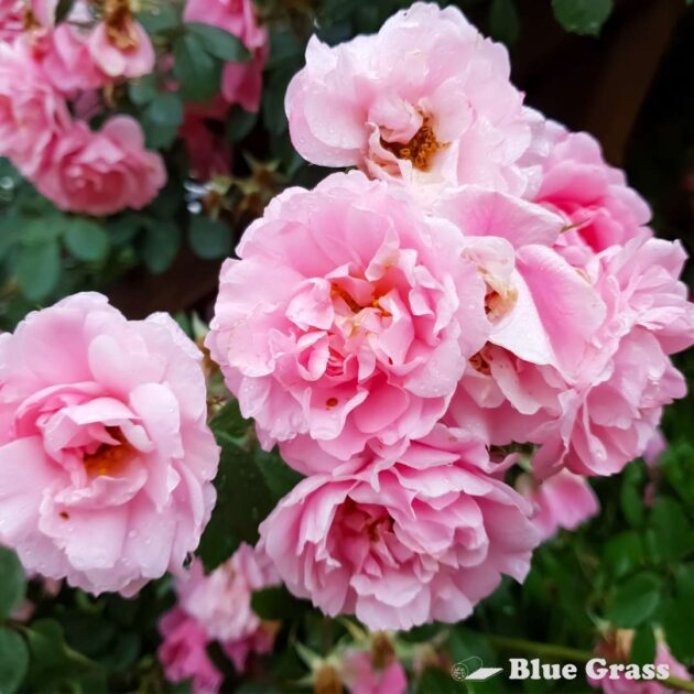 Roses – Blue Grass Nursery & Garden Centre: Calgary, Edmonton & Red Deer