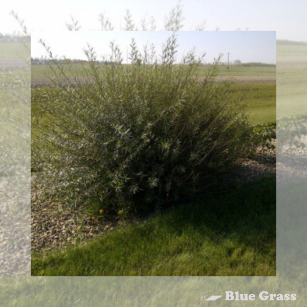 Dwarf Arctic Willow – Blue Grass Nursery & Garden Centre: Calgary ...