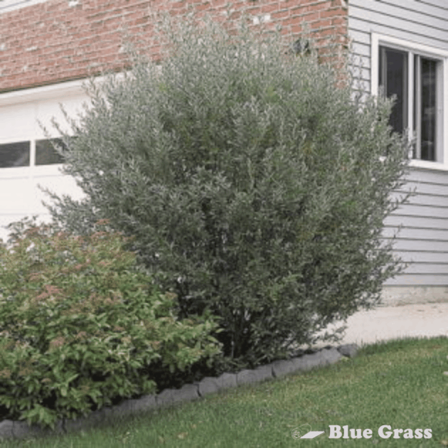 Blue Fox Willow – Blue Grass Nursery & Garden Centre: Calgary, Edmonton ...