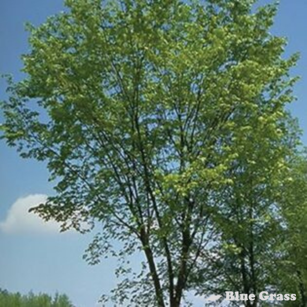 American Elm – Blue Grass Nursery & Garden Centre: Calgary, Edmonton ...