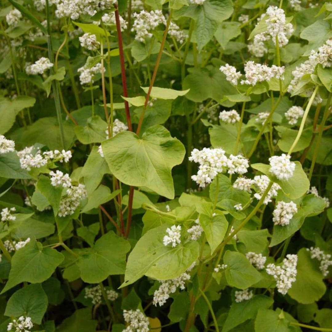 Buckwheat Cover Crop Seeds – Blue Grass Nursery & Garden Centre ...