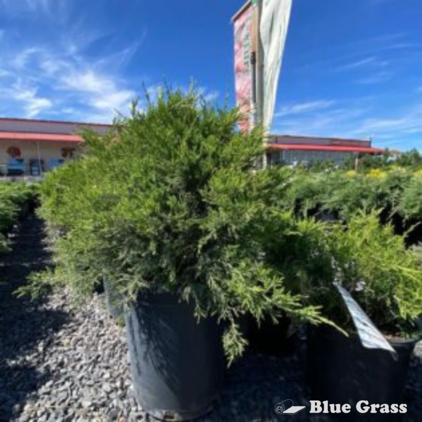 Mint Julep Juniper – Blue Grass Nursery & Garden Centre: Calgary ...