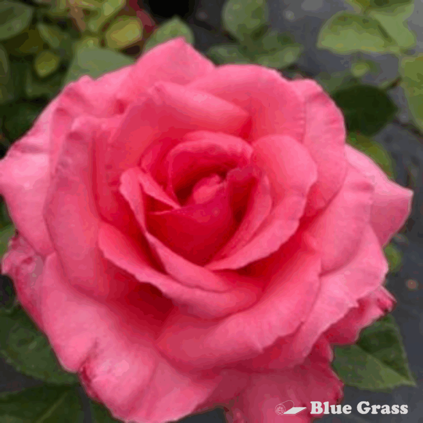 Canada Blooms Rose – Blue Grass Nursery & Garden Centre: Calgary ...