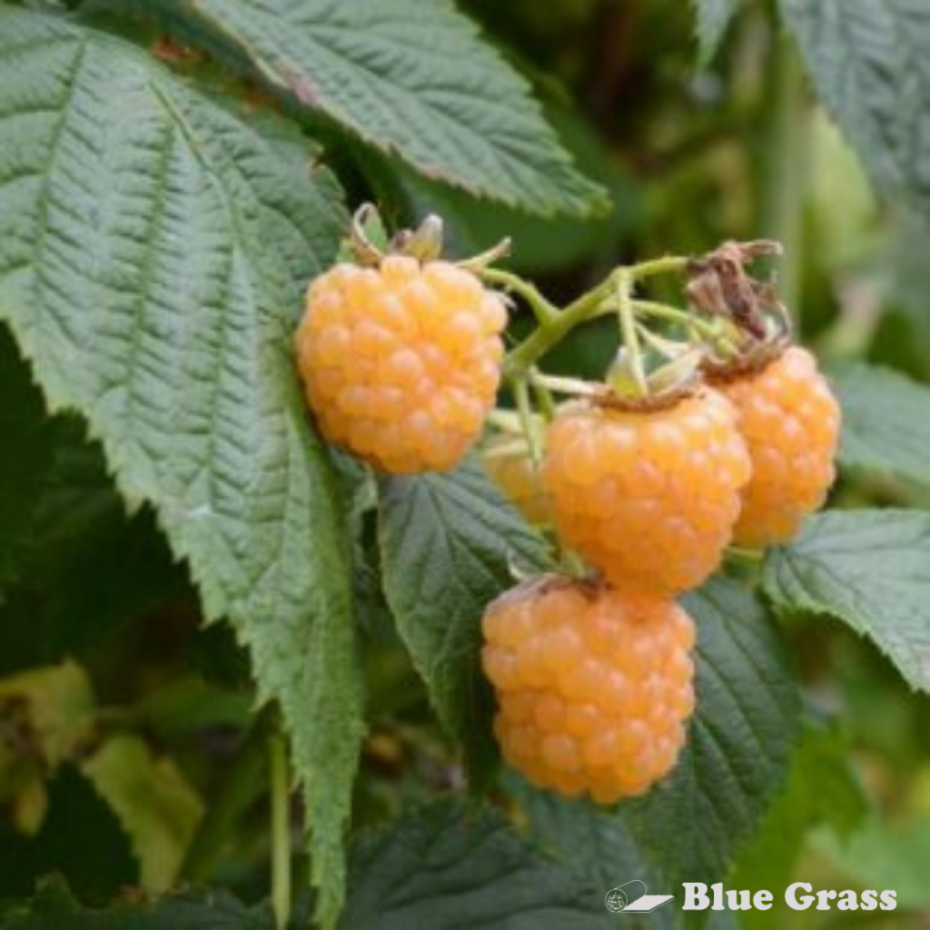 Fall Gold Raspberry – Blue Grass Nursery & Garden Centre: Calgary ...