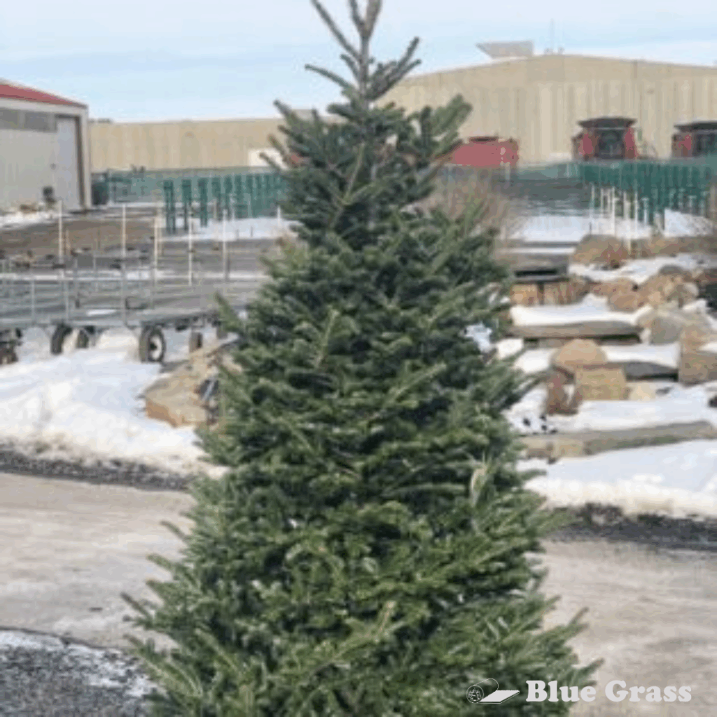 Premium Fraser Fir-Live Christmas Tree – Blue Grass Nursery & Garden ...