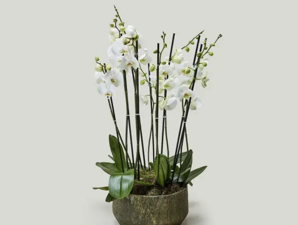 Ming Cherry – Blue Grass Nursery & Garden Centre: Calgary, Edmonton ...