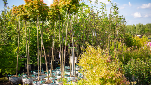 Tree Size 101 – Blue Grass Nursery & Garden Centre: Calgary, Edmonton ...