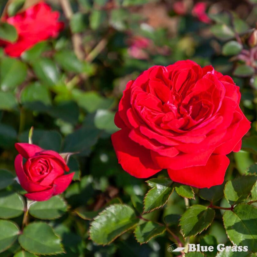 Canadian Shield Rose – Blue Grass Nursery & Garden Centre: Calgary ...