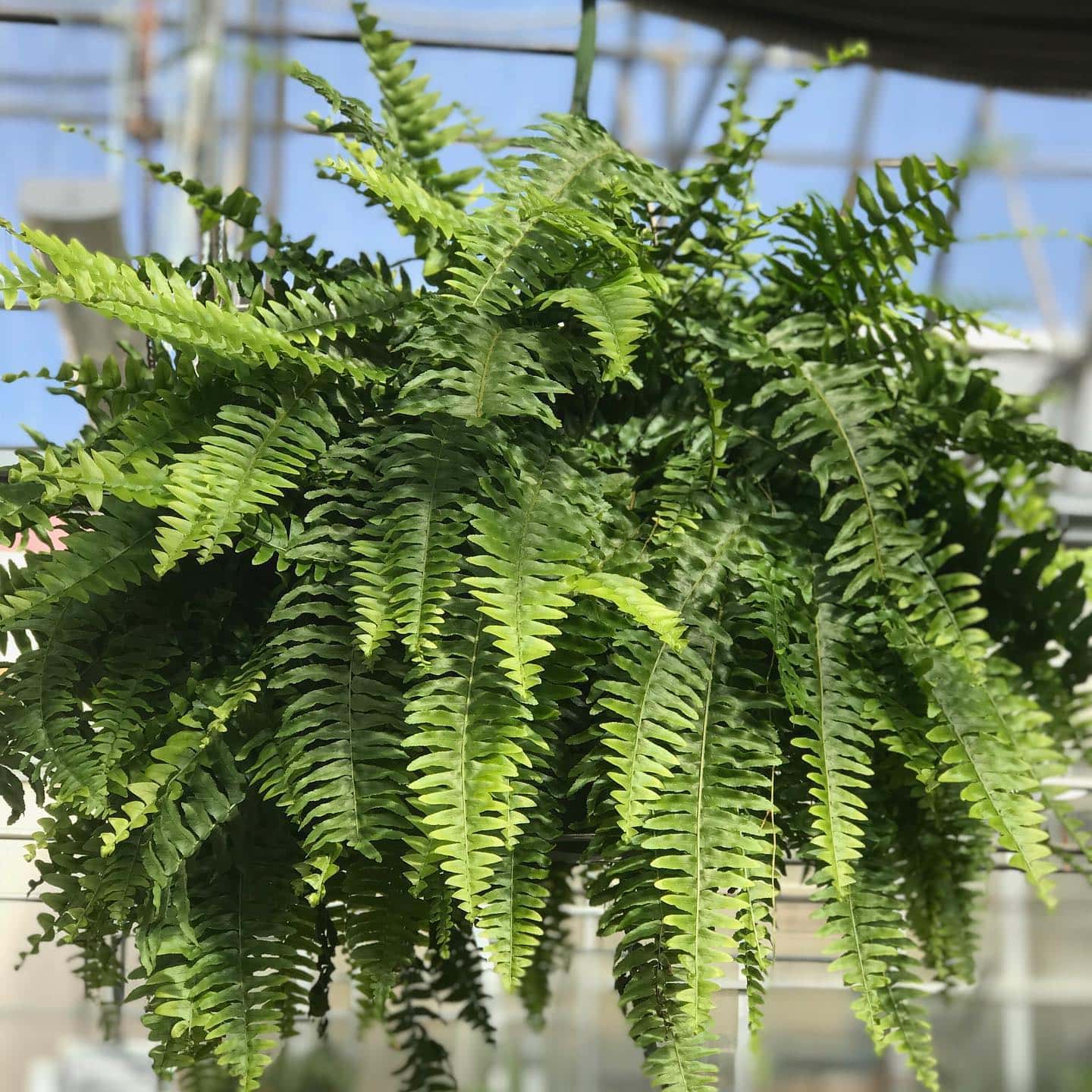 Boston Fern Special – Blue Grass Nursery & Garden Centre: Calgary ...