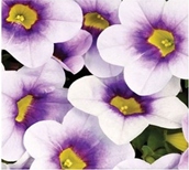 Calibrachoa-Calitastic – Blue Grass Nursery & Garden Centre: Calgary ...