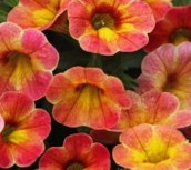 Calibrachoa-Chameleon – Blue Grass Nursery & Garden Centre: Calgary ...