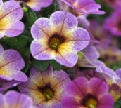 Calibrachoa-Chameleon – Blue Grass Nursery & Garden Centre: Calgary ...