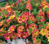 Calibrachoa-Chameleon – Blue Grass Nursery & Garden Centre: Calgary ...