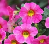 Calibrachoa-Chameleon – Blue Grass Nursery & Garden Centre: Calgary ...