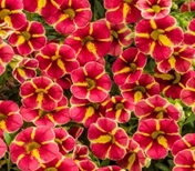 Calibrachoa-Superbells Star – Blue Grass Nursery & Garden Centre ...