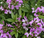 Cleome-Clio – Blue Grass Nursery & Garden Centre: Calgary, Edmonton ...