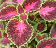 Coleus-Party Time – Blue Grass Nursery & Garden Centre: Calgary ...