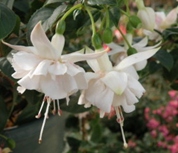 Fuchsia-Stand Up – Blue Grass Nursery & Garden Centre: Calgary ...