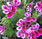 Geranium-Lemona-Citrosa – Blue Grass Nursery & Garden Centre: Calgary ...