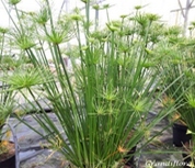 Grasses-Cyperus prolifer-Cleopatra – Blue Grass Nursery & Garden Centre ...