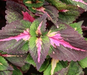 Perilla-Tricolor – Blue Grass Nursery & Garden Centre: Calgary ...