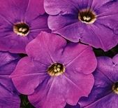 Petunia-Perfectunia – Blue Grass Nursery & Garden Centre: Calgary ...