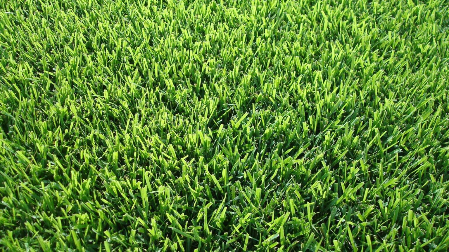 Premium Kentucky Blue Grass Sod – Blue Grass Nursery & Garden Centre ...