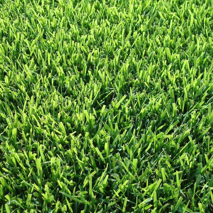 Sod Grass – Blue Grass Nursery & Garden Centre: Calgary, Edmonton & Red ...