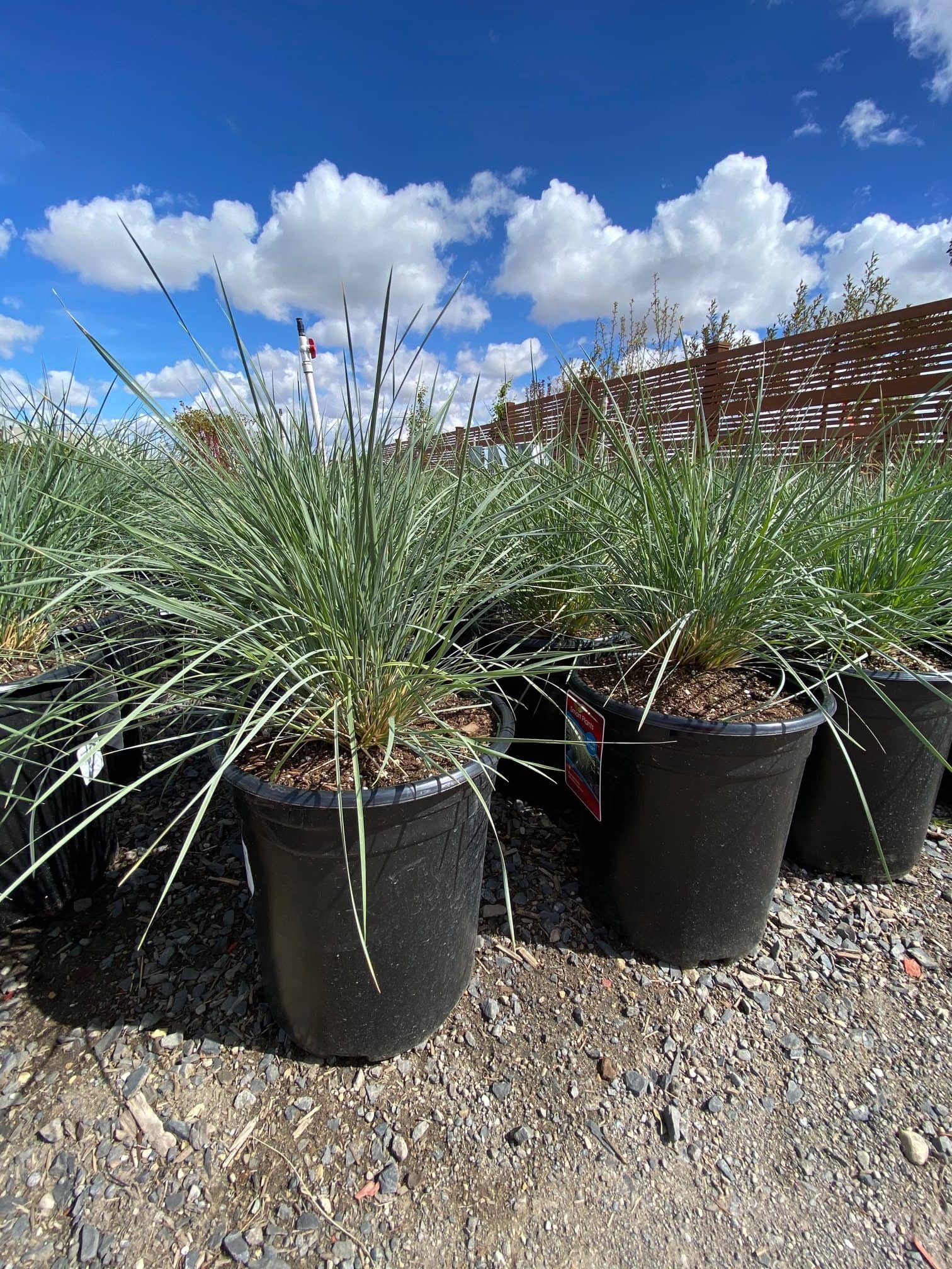 Blue Oat Grass – Blue Grass Nursery & Garden Centre: Calgary, Edmonton ...
