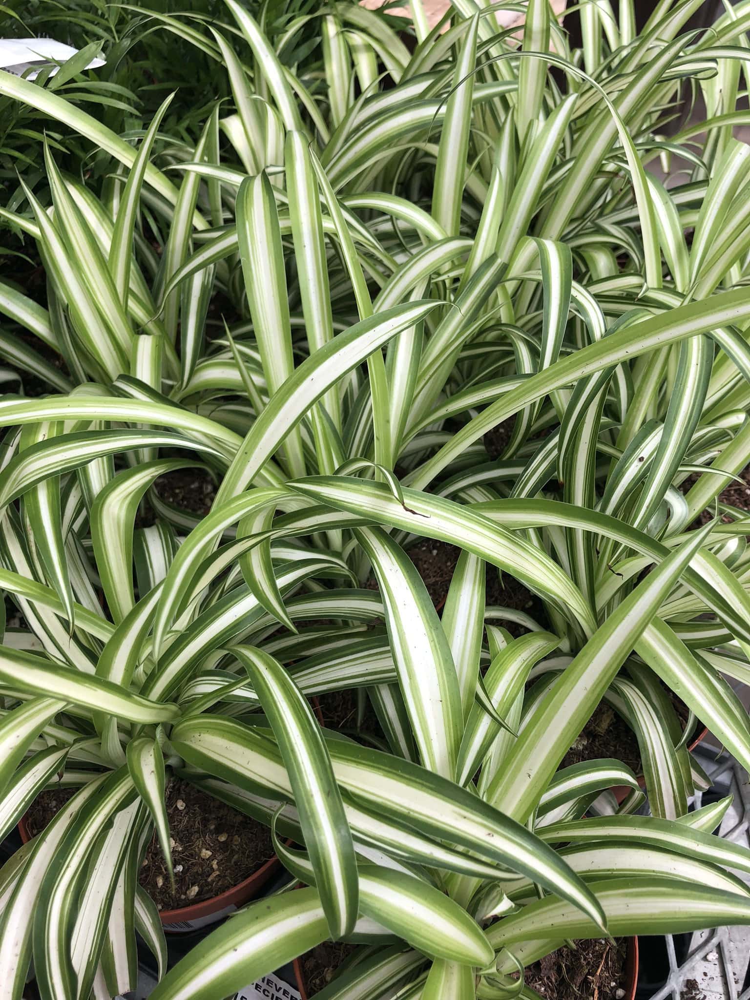 Chlorophytum Spider Plant – Blue Grass Nursery & Garden Centre: Calgary ...