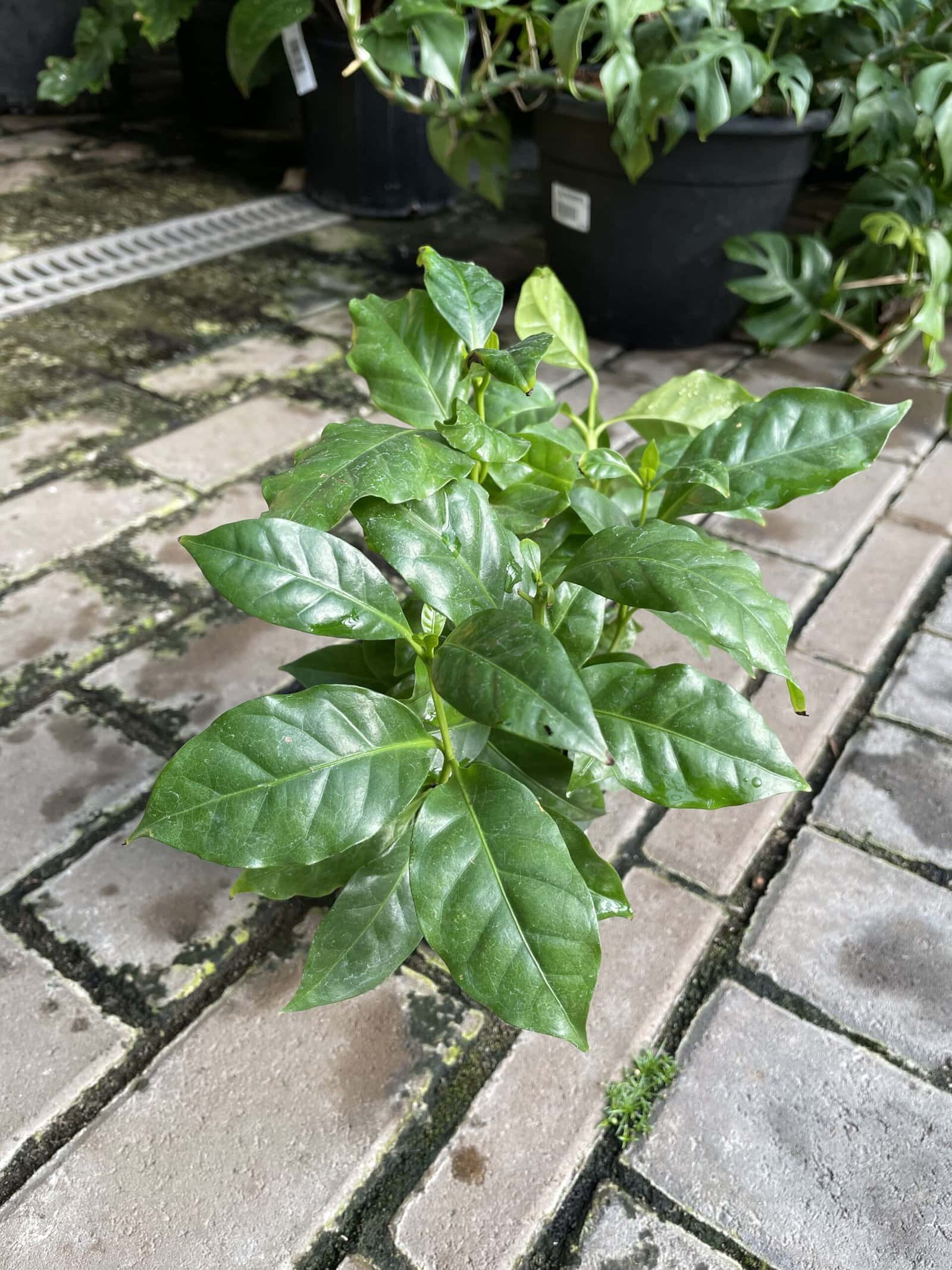 Coffea Coffee Plant – Blue Grass Nursery & Garden Centre: Calgary ...