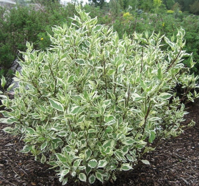 Cornus Alba Ivory Halo