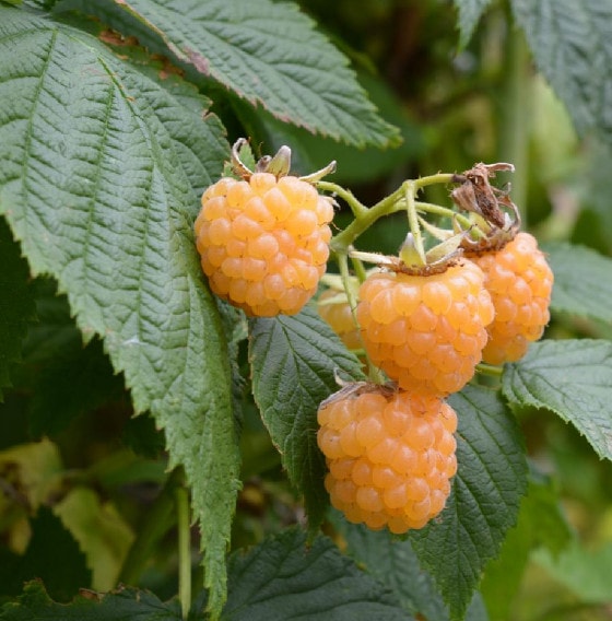 Fall Gold Raspberry – Blue Grass Nursery & Garden Centre: Calgary ...