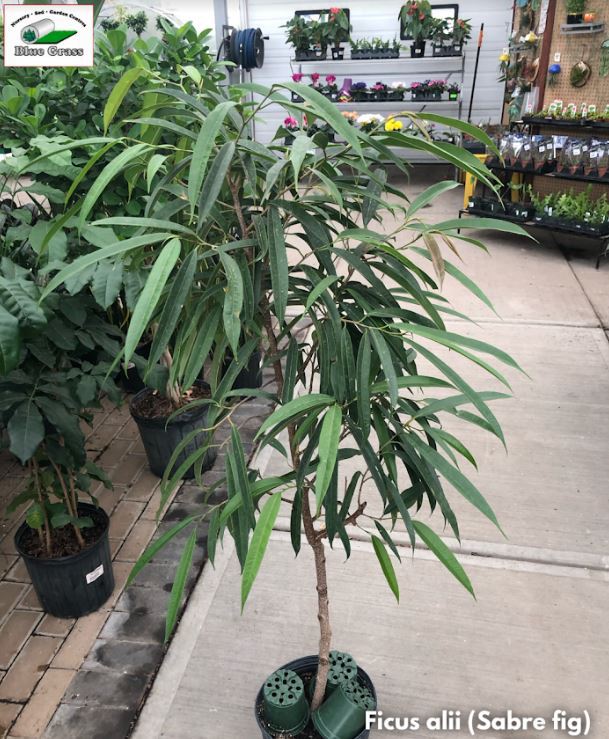 Ficus Alii (Sabre Fig) – Blue Grass Nursery & Garden Centre: Calgary ...