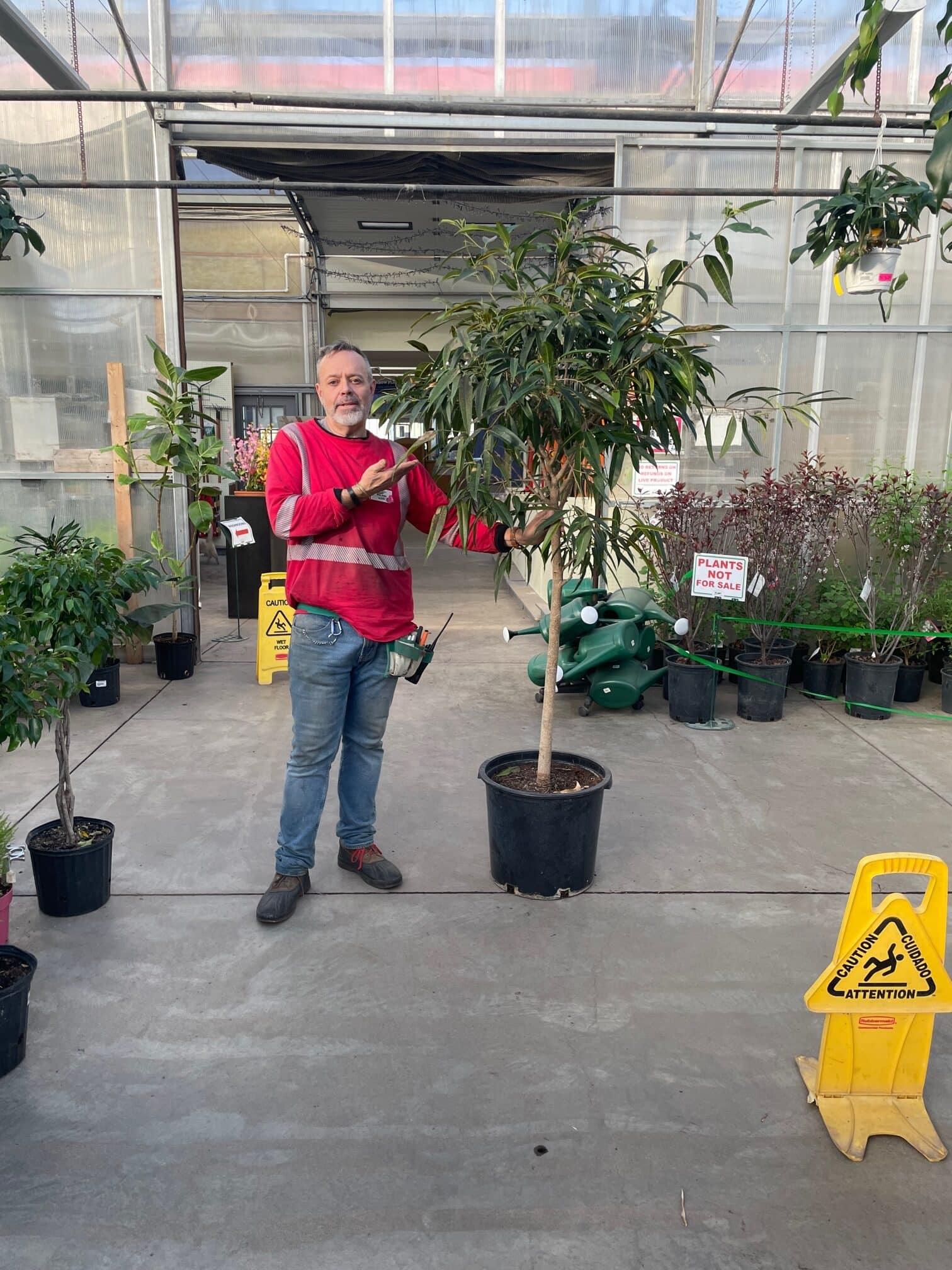 Ficus Allii Plant Special – Blue Grass Nursery & Garden Centre: Calgary ...