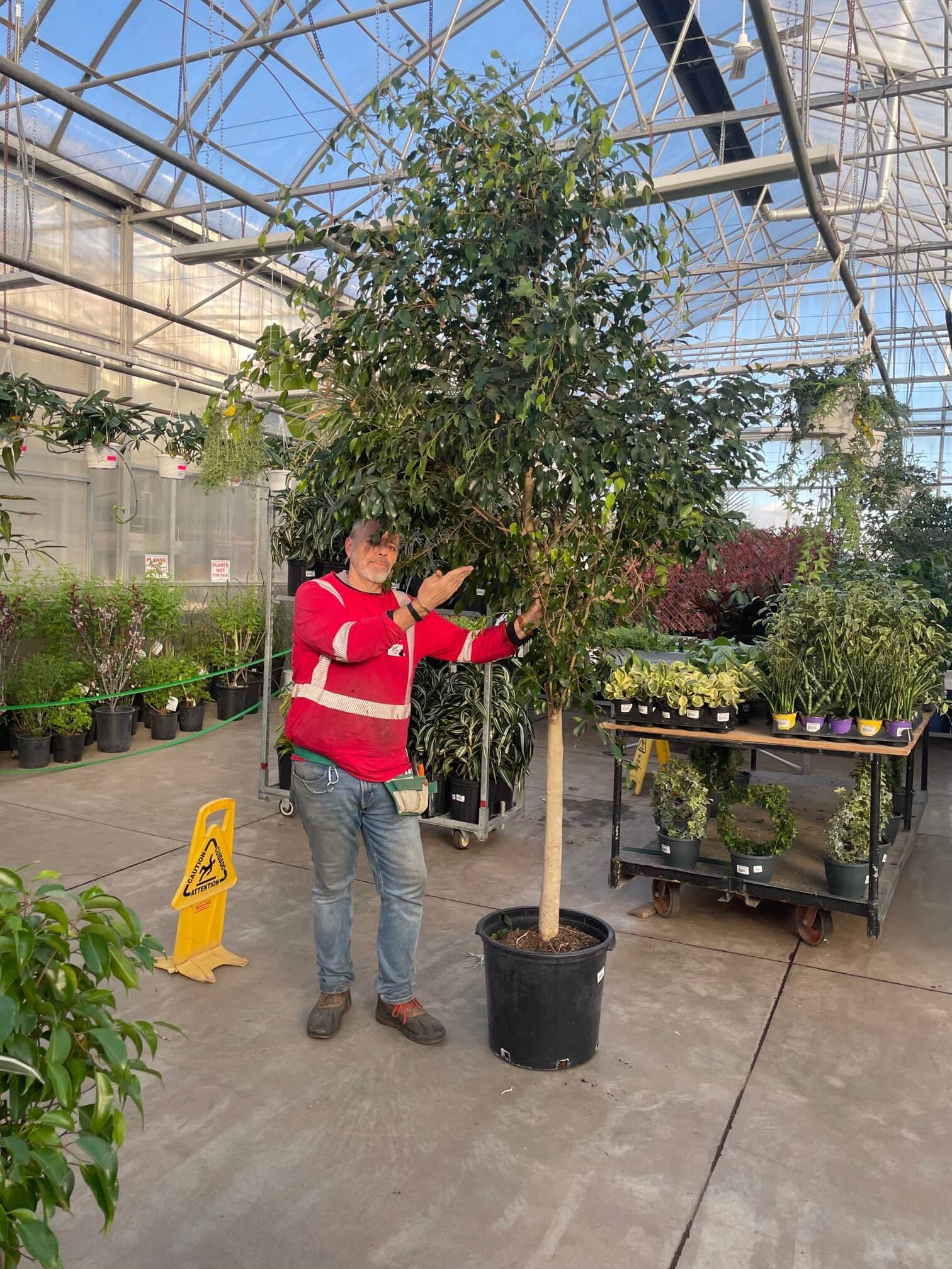 Ficus Benj Plant Special – Blue Grass Nursery & Garden Centre: Calgary ...